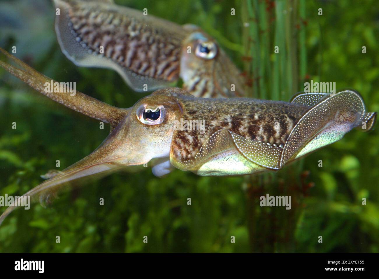 Squid loligo vulgaris cuttlefish hi-res stock photography and images ...