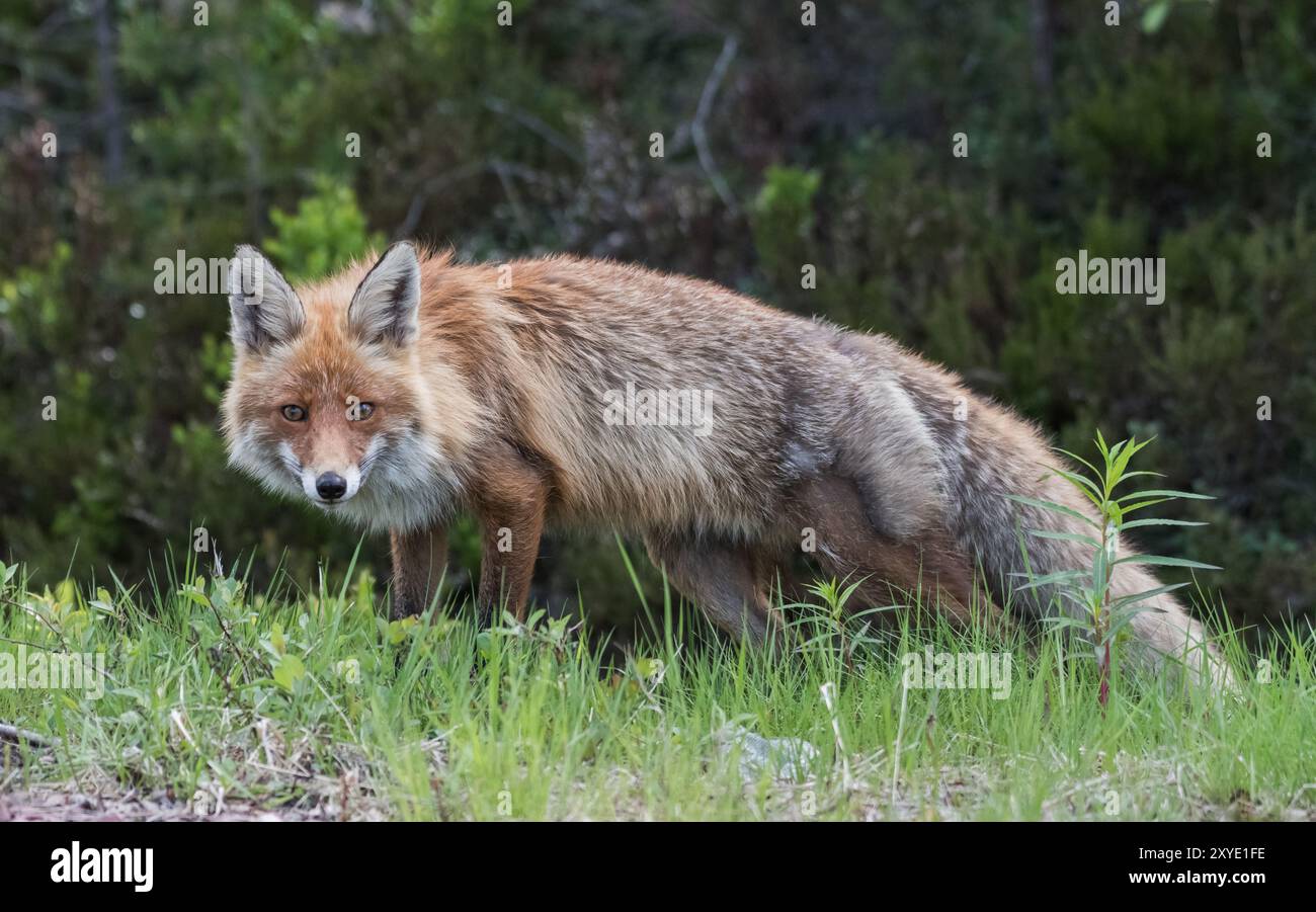 Red fox (Vulpes vulpes), direct view, Lapland, Sweden, Europe Stock ...