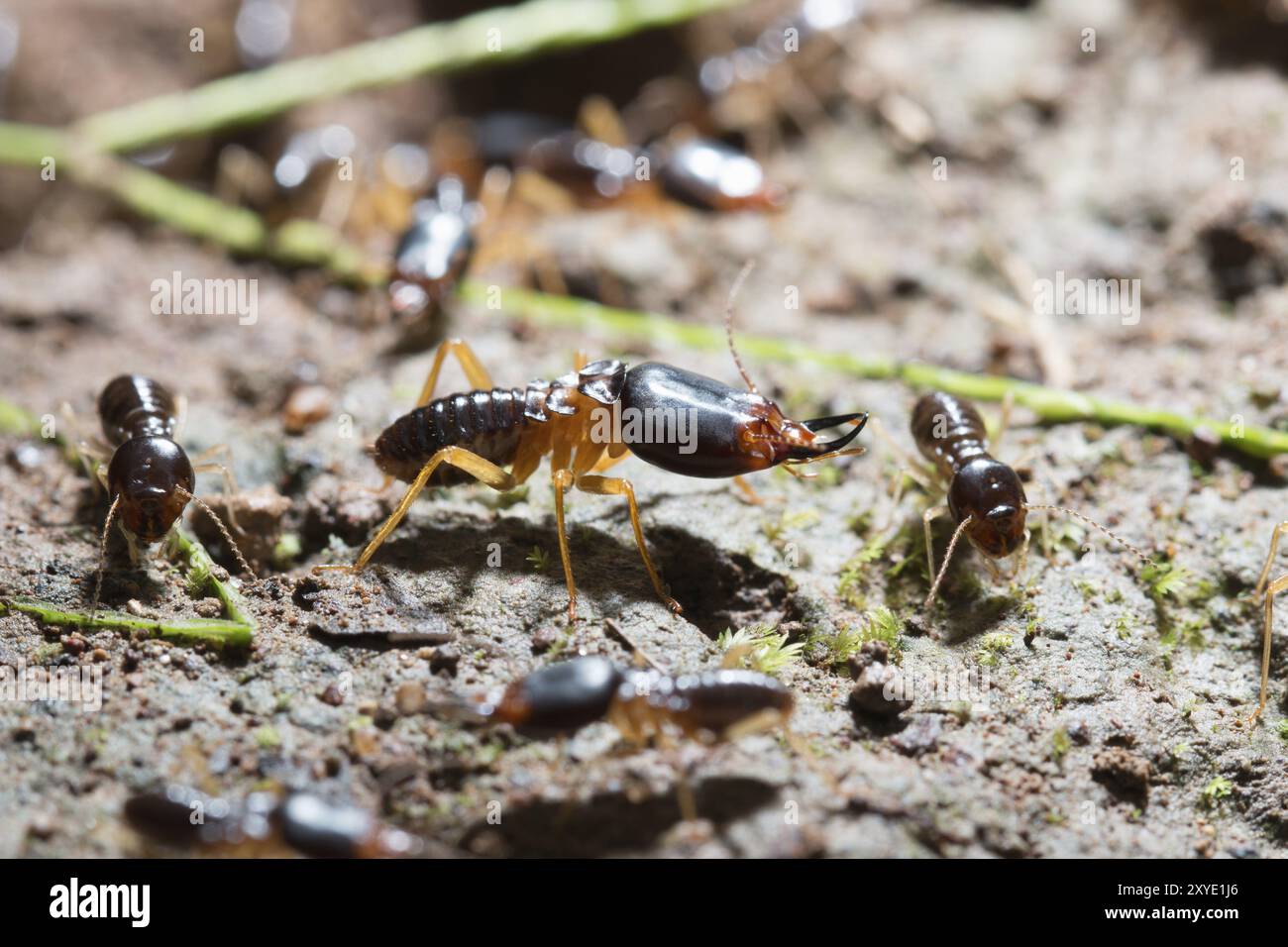 Termite tunnels hi-res stock photography and images - Alamy