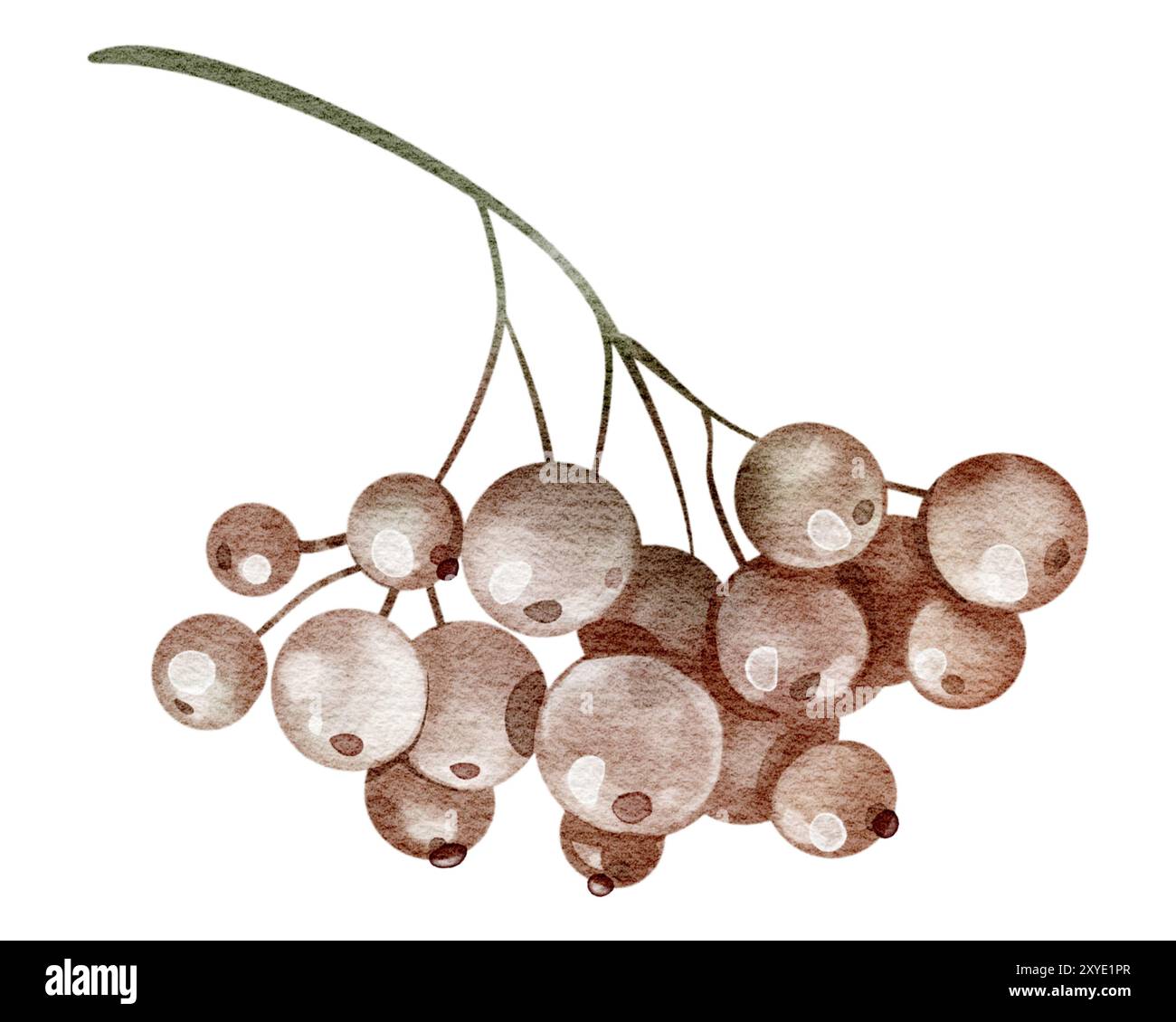 Rowan botanical illustration Cut Out Stock Images & Pictures - Alamy