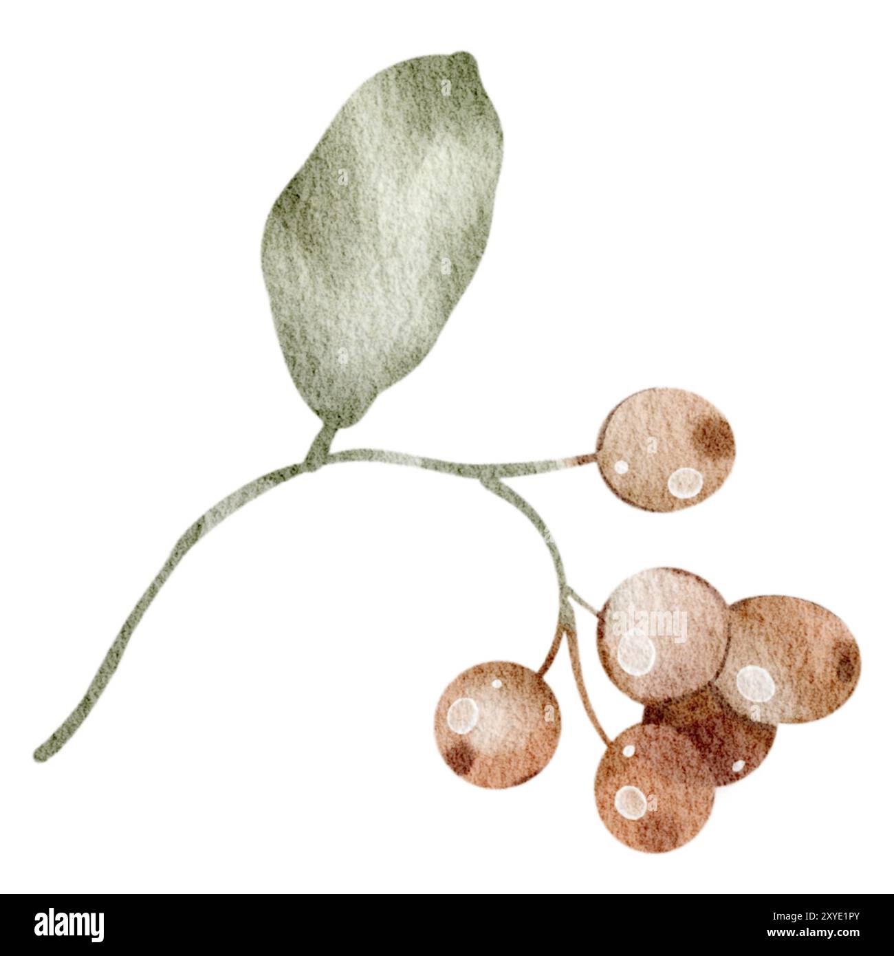 Rowan botanical illustration hi-res stock photography and images - Alamy