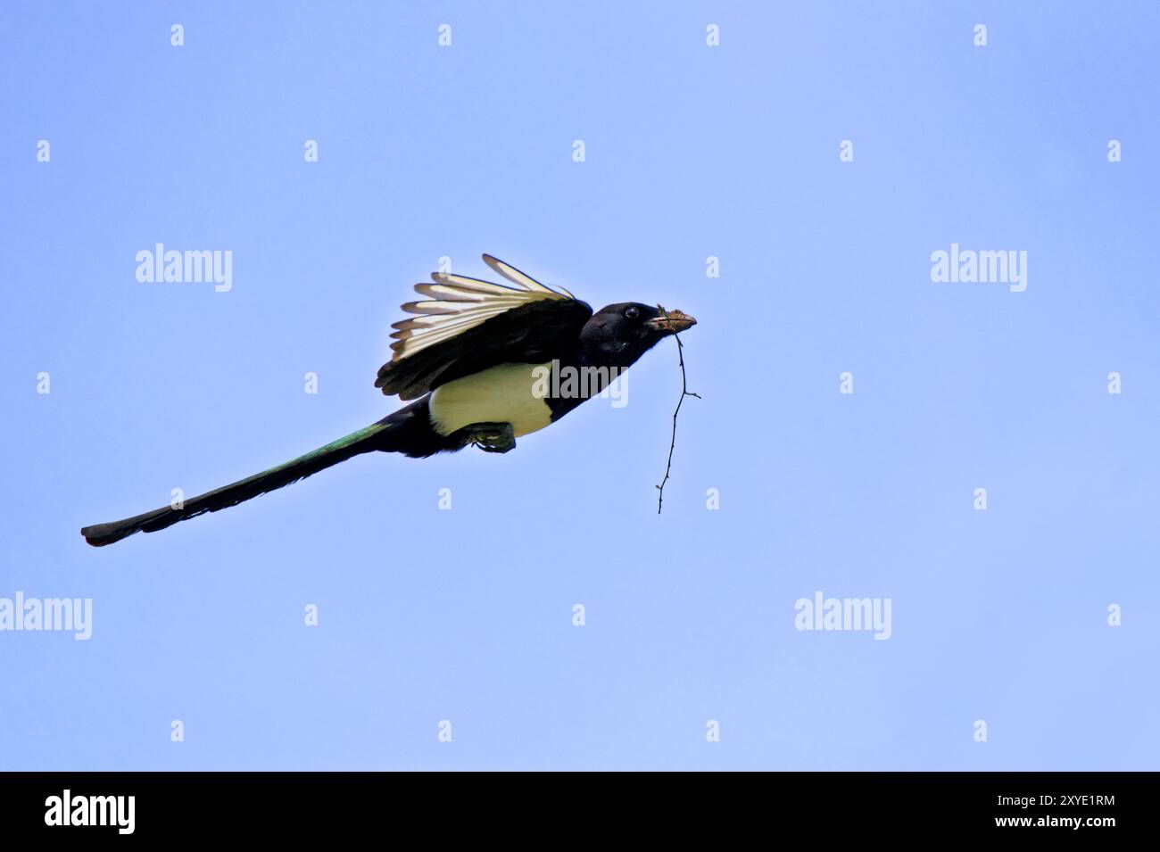 Magpie building nest hi-res stock photography and images - Alamy