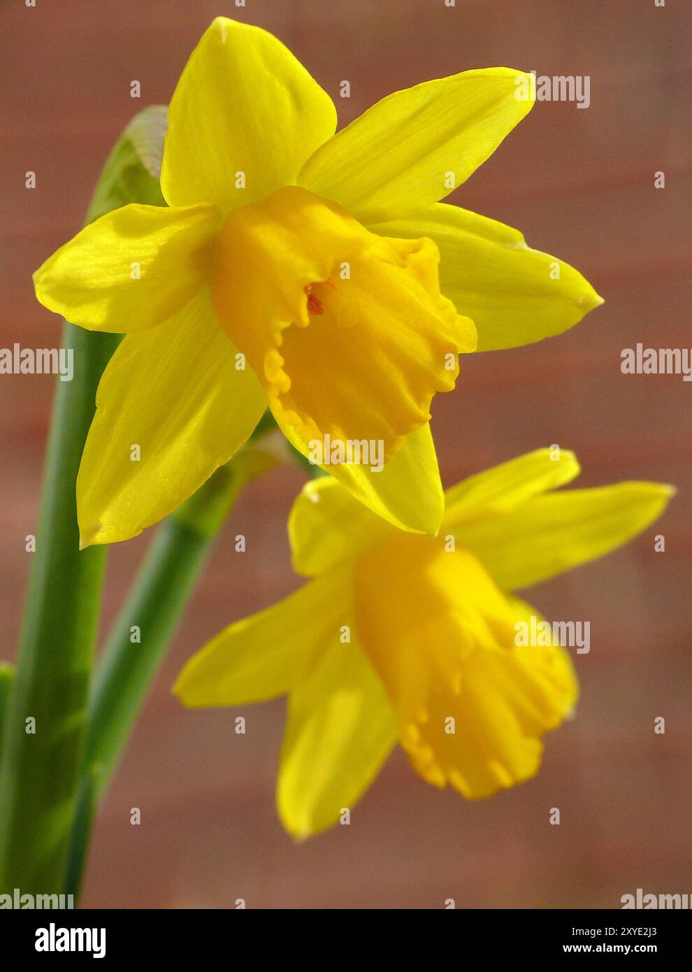 Open daffodils in vase hi-res stock photography and images - Alamy