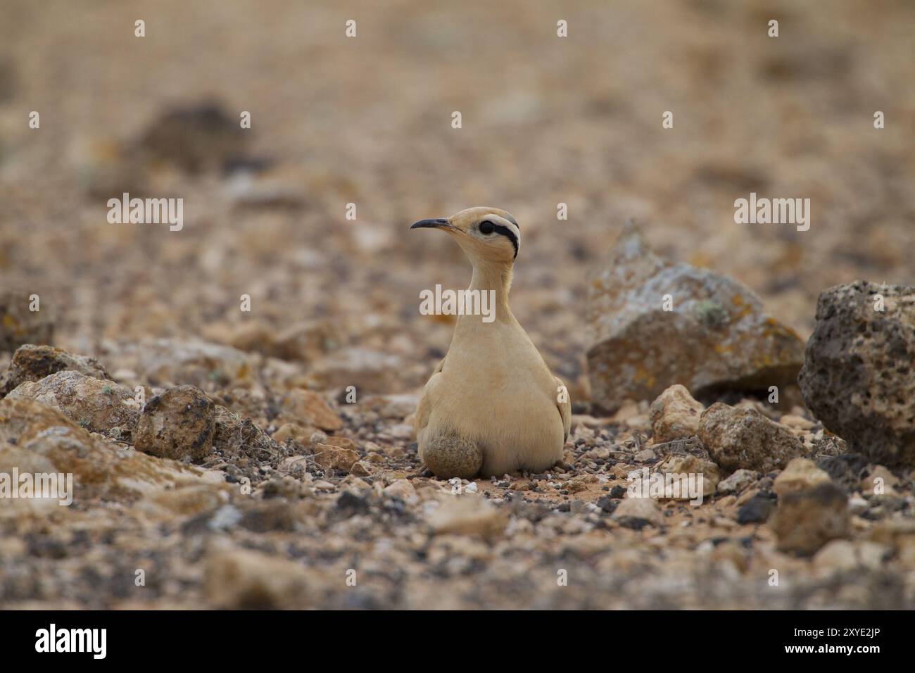 Cursor (Cursorius cursor) breeding on the ground of a semi-desert ...