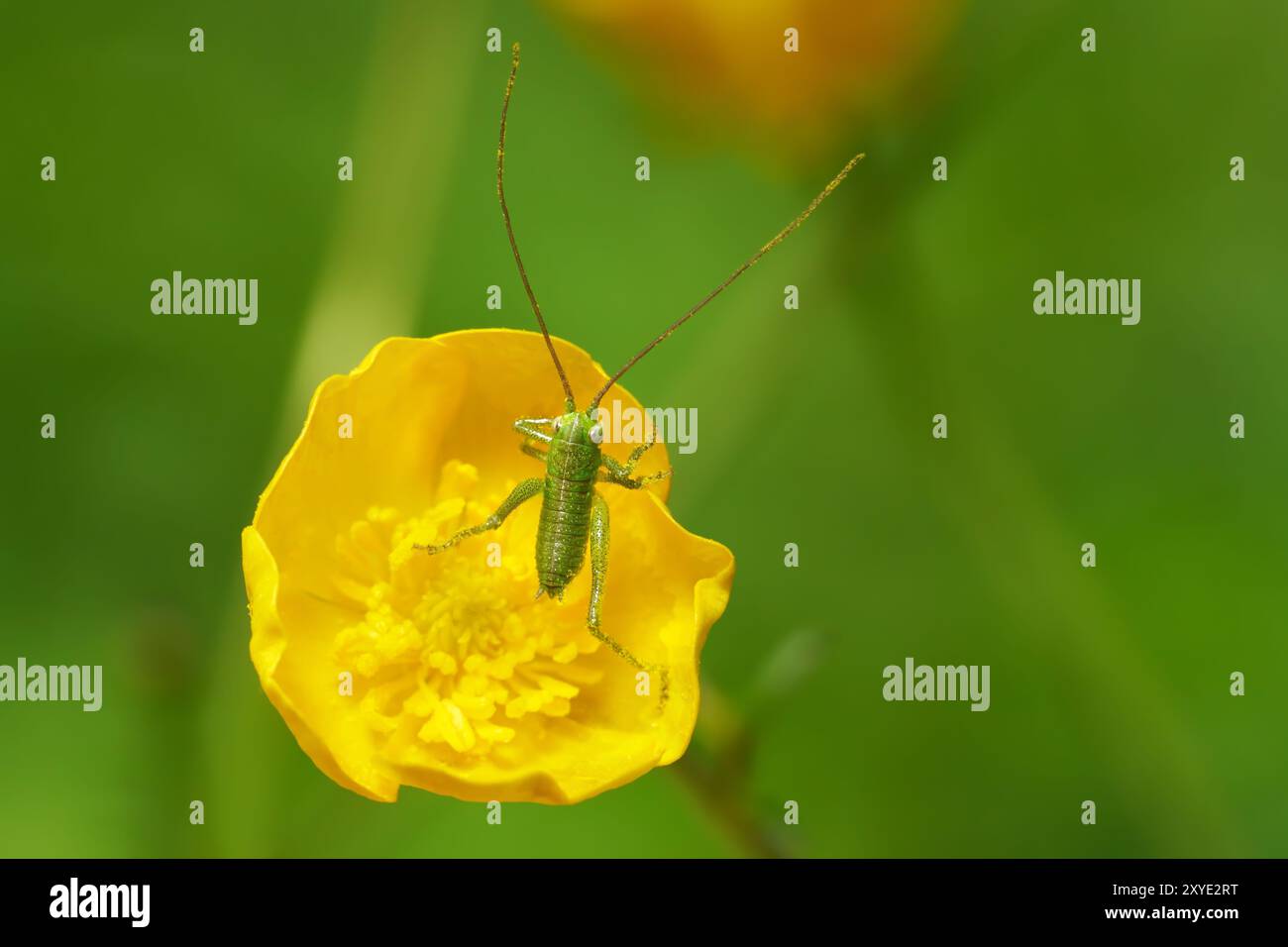 Tettigonia grasshopper nymph standing upright in a yellow buttercup ...