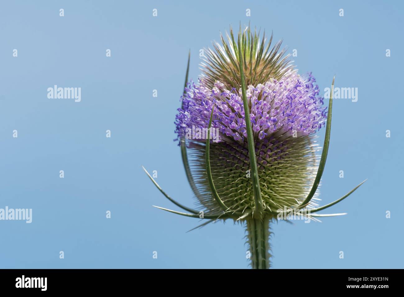 Flowering common teasel dipsacus sylvestris hi-res stock photography ...