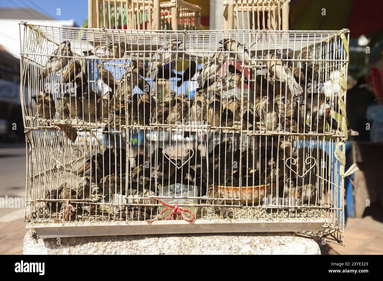 Birds trapped in a small cage distribution to tourists for charity in ...