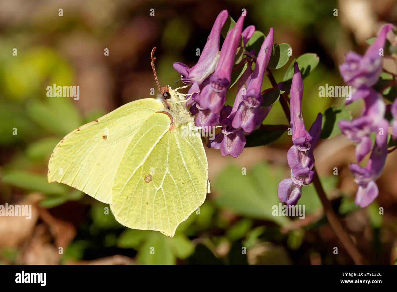 Lemon butterfly on the hollow (corydalis Stock Photo - Alamy