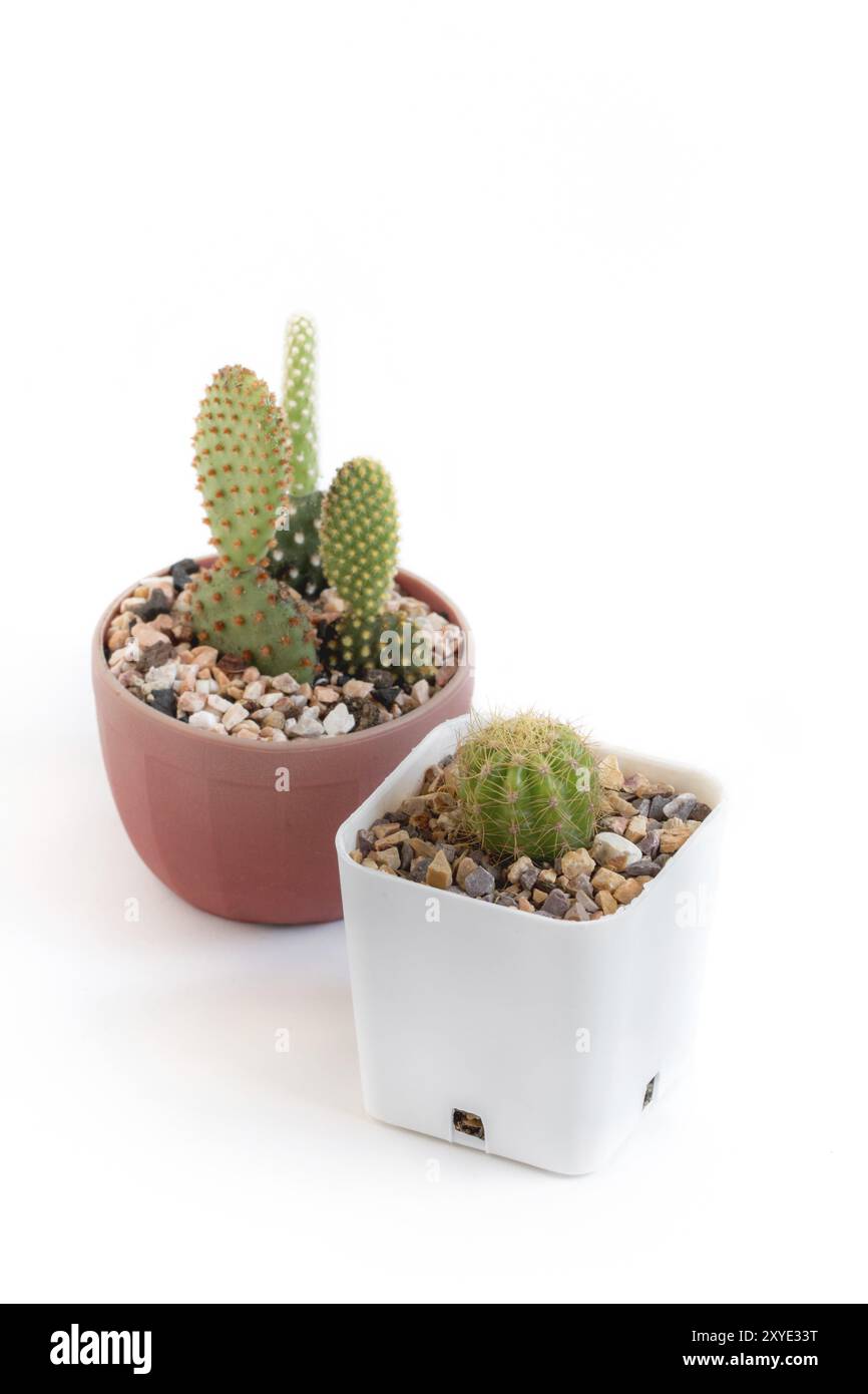 Baby cactus in Lovely potted isolated on white background Stock Photo ...