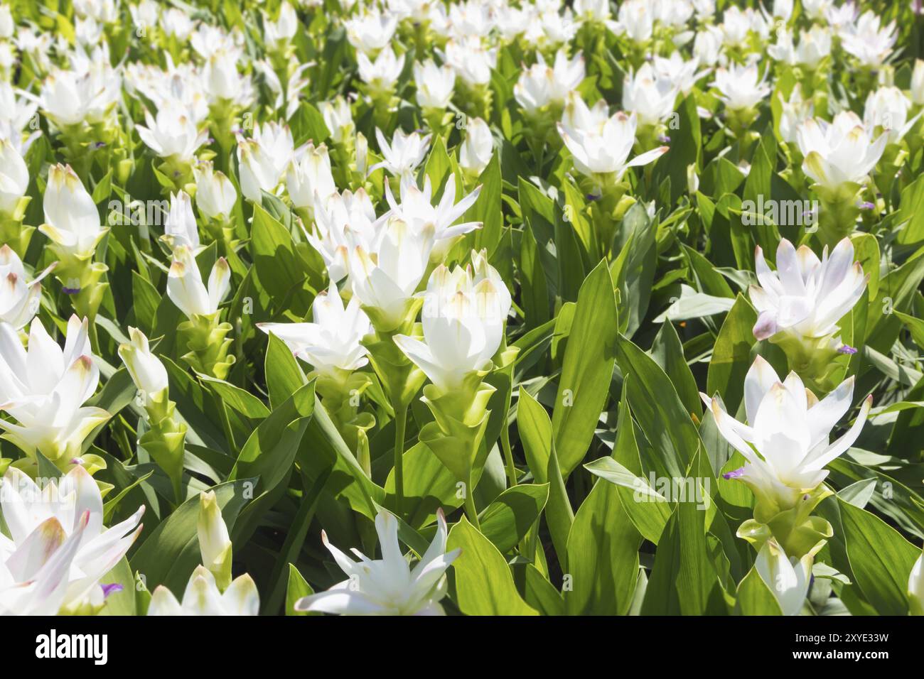 Siam tulip of thai land Stock Photo - Alamy