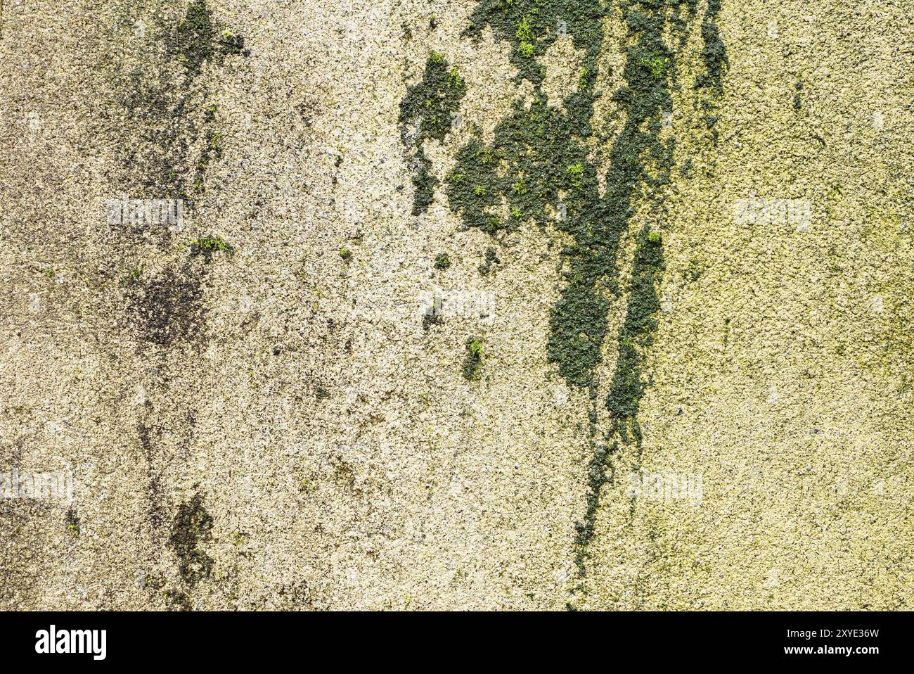 Textured background from a tiled wall with traces of moisture in the ...