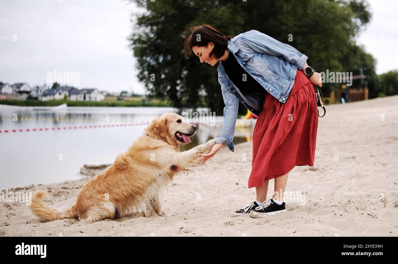Female Owner Teaches Golden Retriever To Give A Paw. The Dog A Golden ...