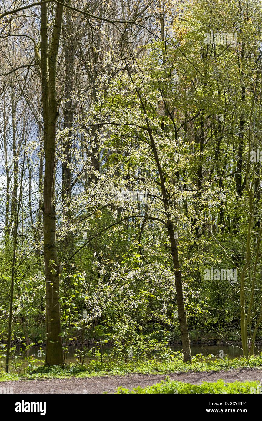 Flowering tree at the edge of a forest path in the sunshine Stock Photo ...