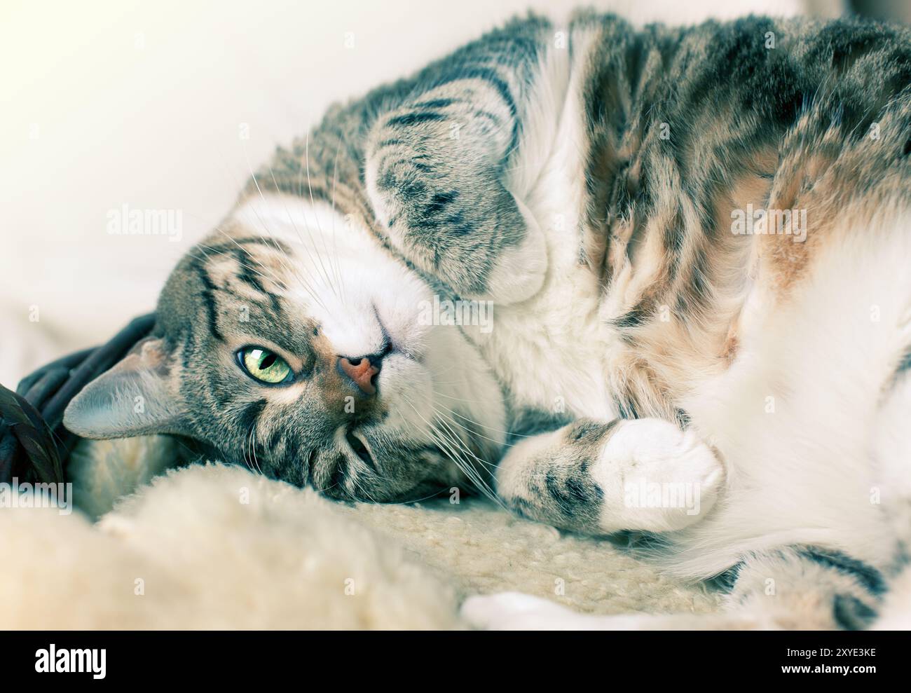 Fat tabby cat lies hi-res stock photography and images - Alamy