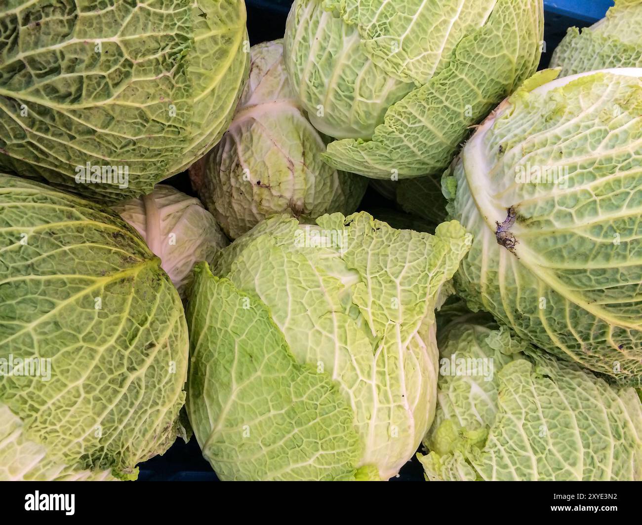 Green gabbages hi-res stock photography and images - Alamy