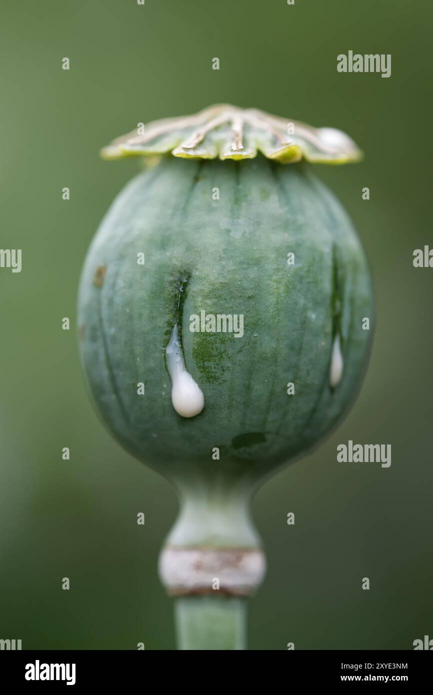 Opium poppy capsule Stock Photo - Alamy