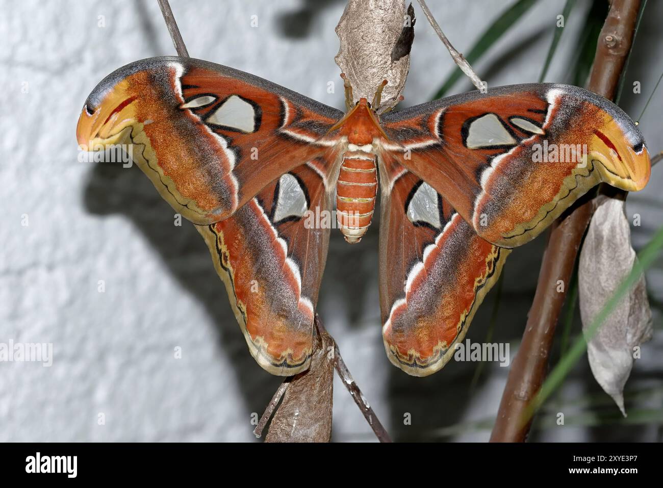 Atlas moth people hi-res stock photography and images - Alamy