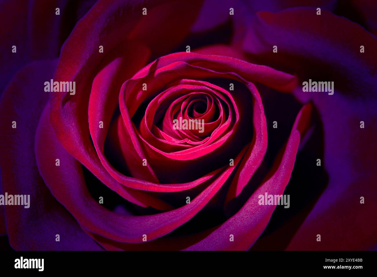 Beautiful dark red rose in blue light closeup Nature macro photography ...