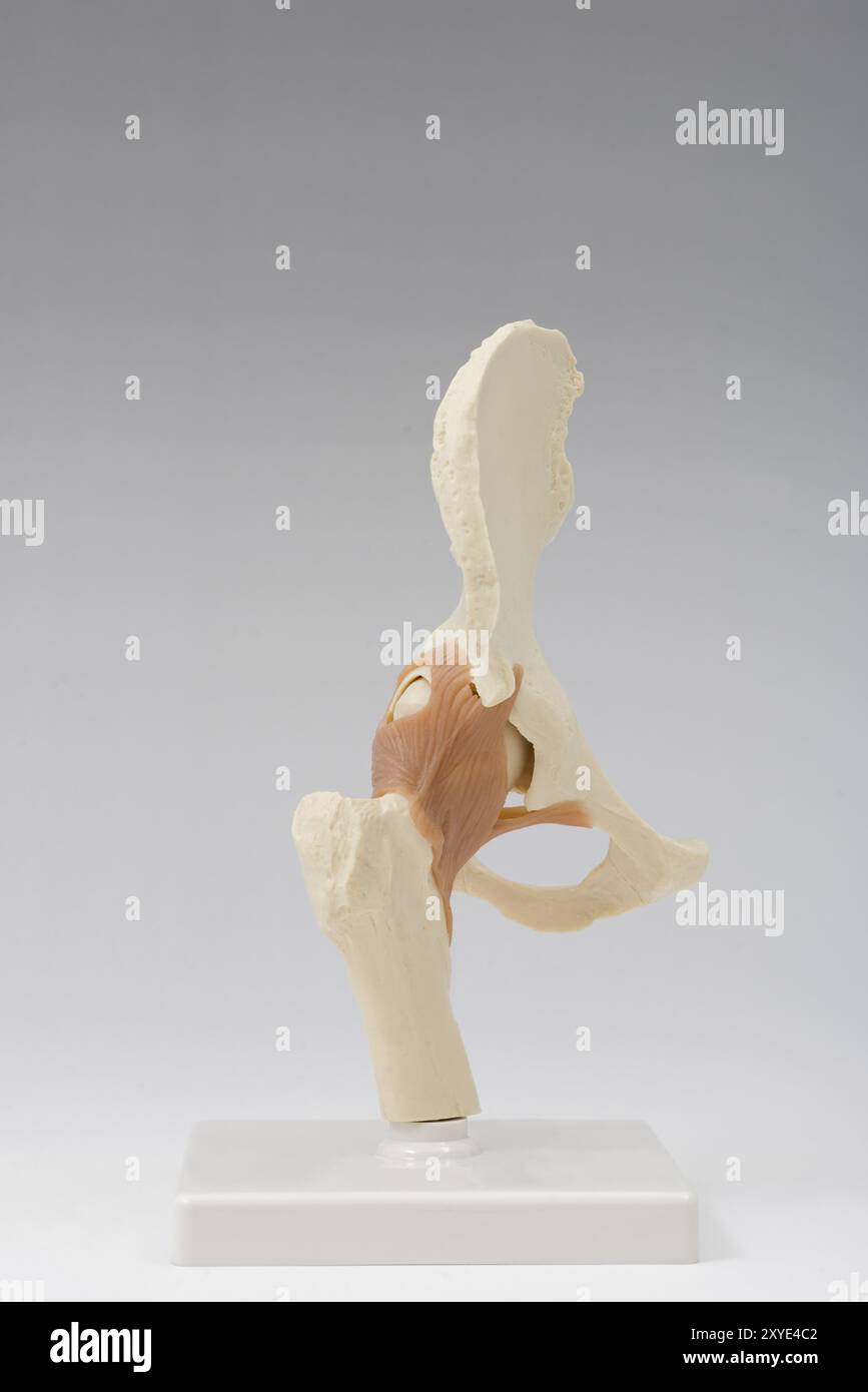 Hip socket hi-res stock photography and images - Alamy