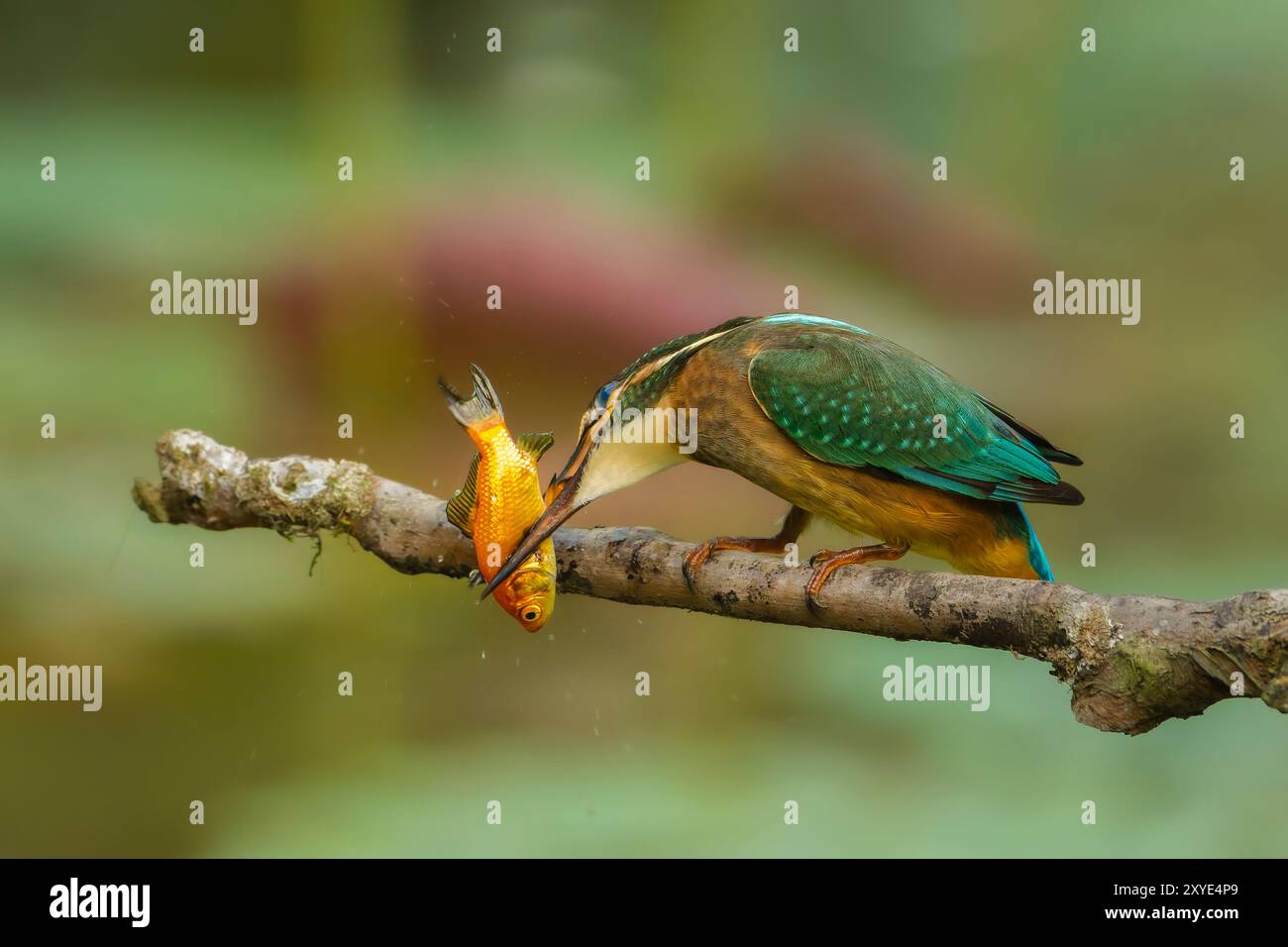 Kingfisher hitting the fish on the branch Stock Photo - Alamy