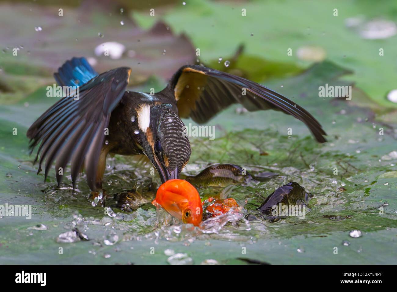 Kingfisher in action catching a fish Stock Photo - Alamy