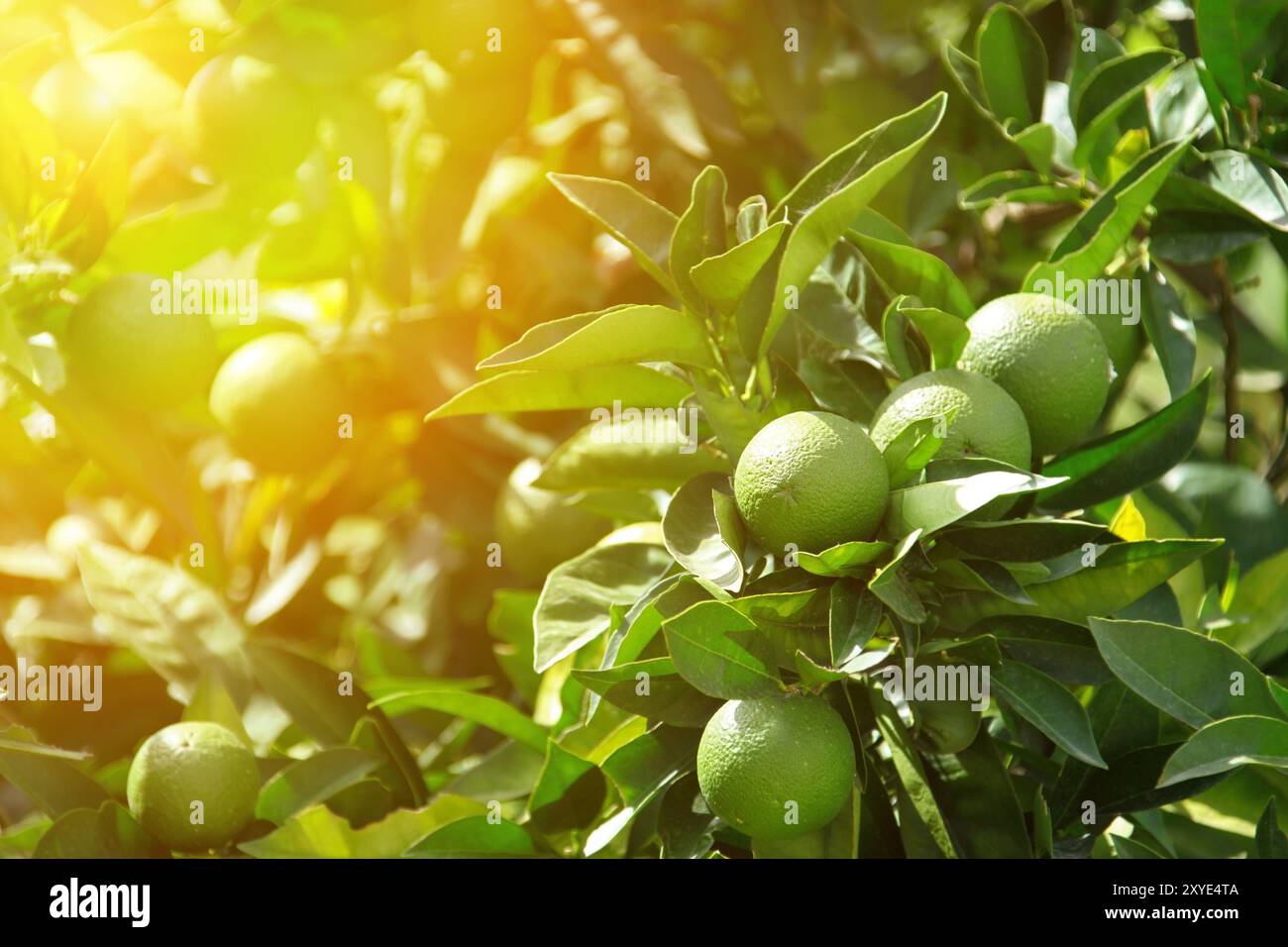 Unripe orange growing in hi-res stock photography and images - Alamy