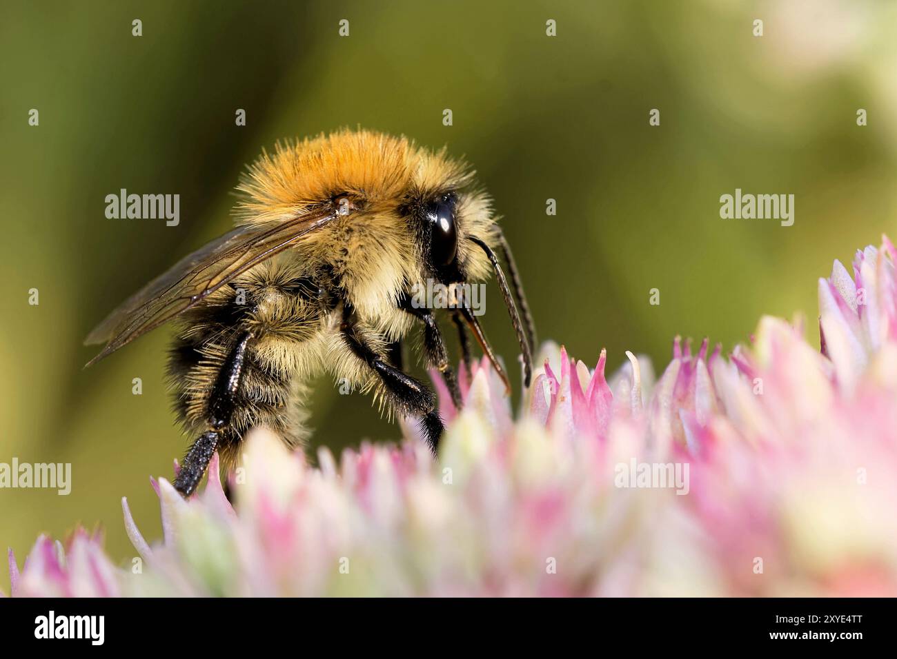 Parasitic bumblebee hi-res stock photography and images - Alamy
