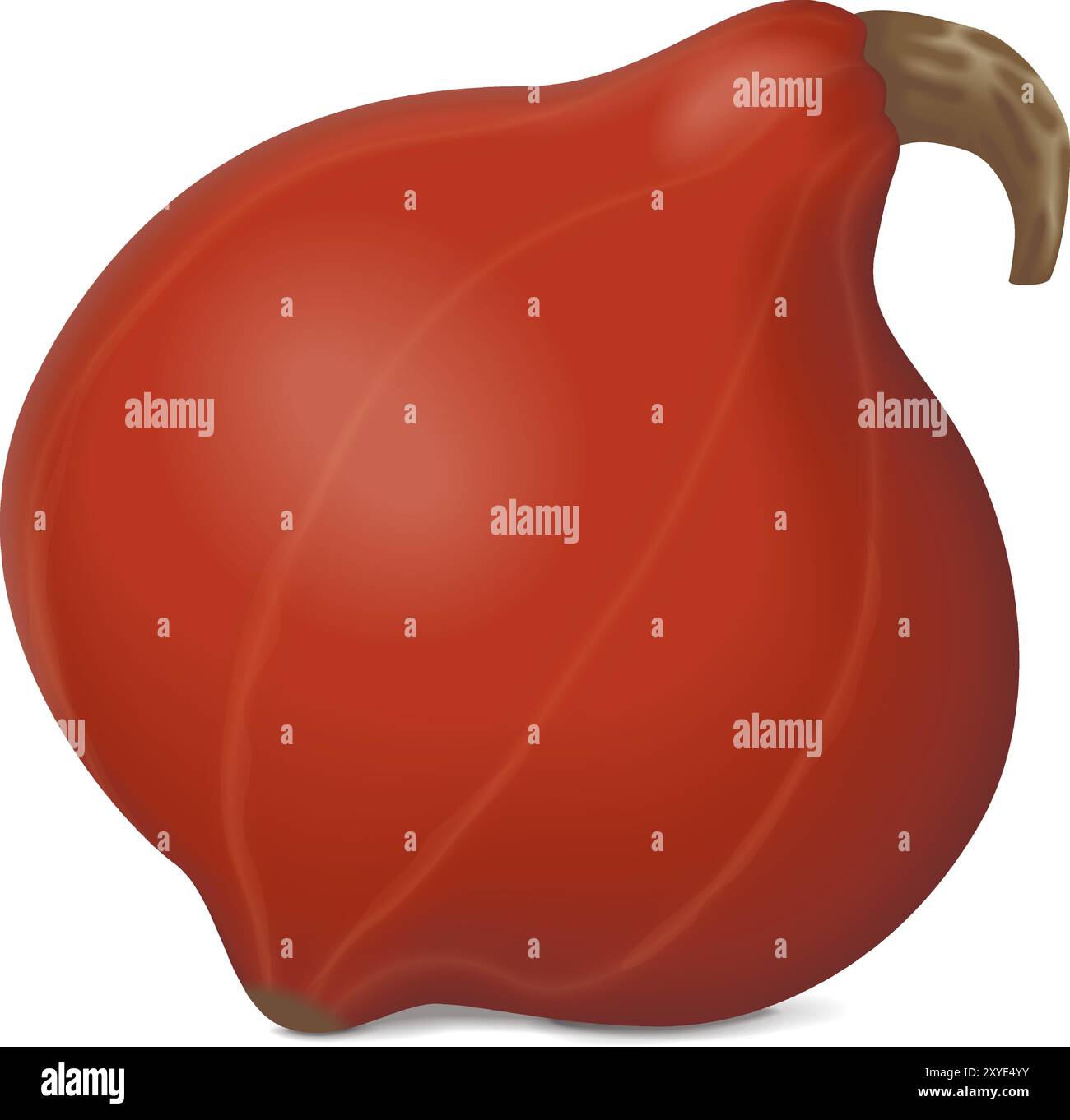 Red Kuri squash. Climbing Onion squash, Potimarron squash. Winter ...