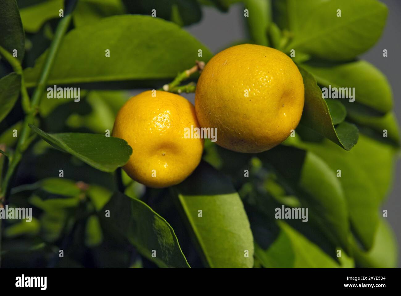 Dwarf lemon tree with fruit Stock Photo - Alamy