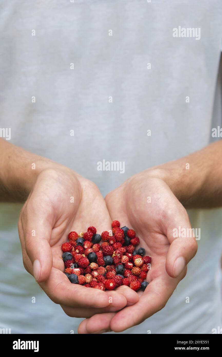 Close-up Men's hands hold berries of wild strawberries and blueberries ...