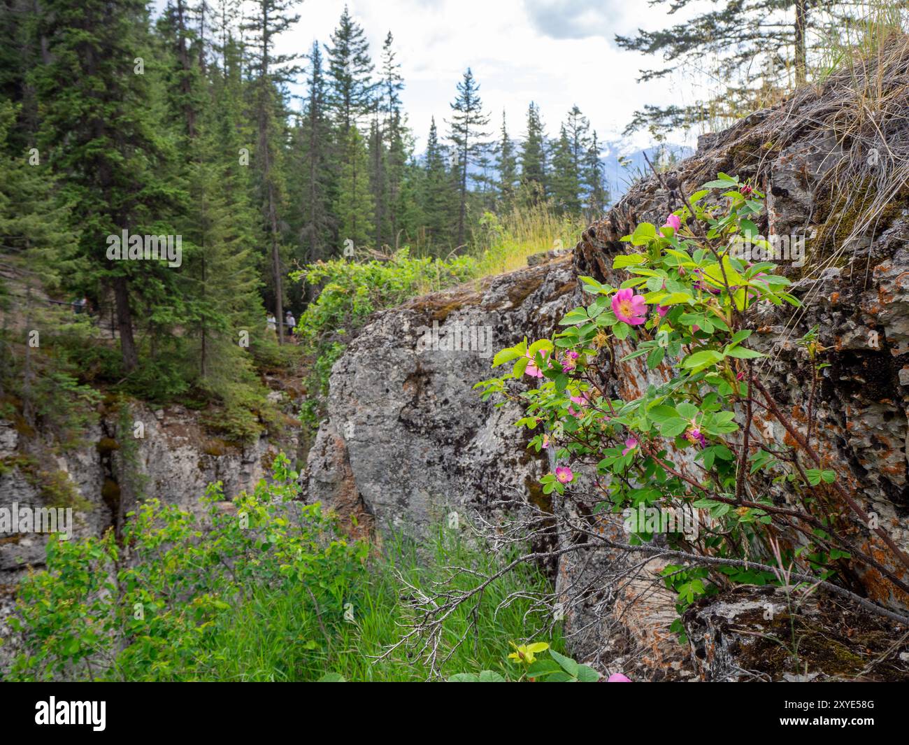 Maligne Canyon, Jasper National Park, Alberta Stock Photo - Alamy