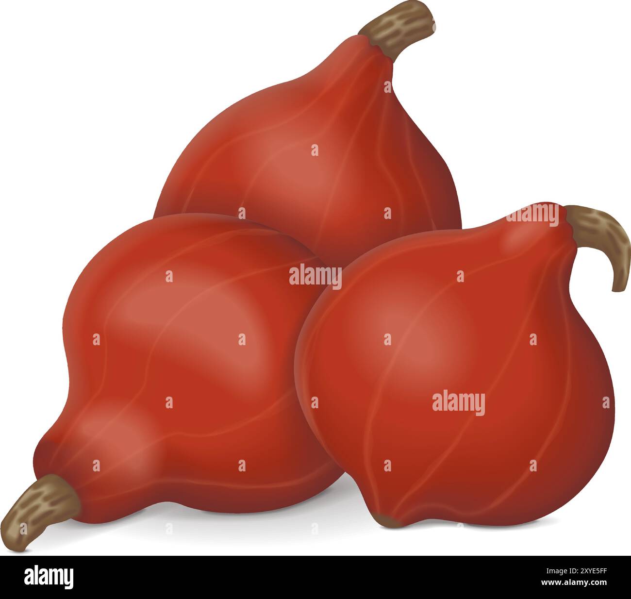 Group of Red Kuri squash. Climbing Onion squash, Potimarron squash ...