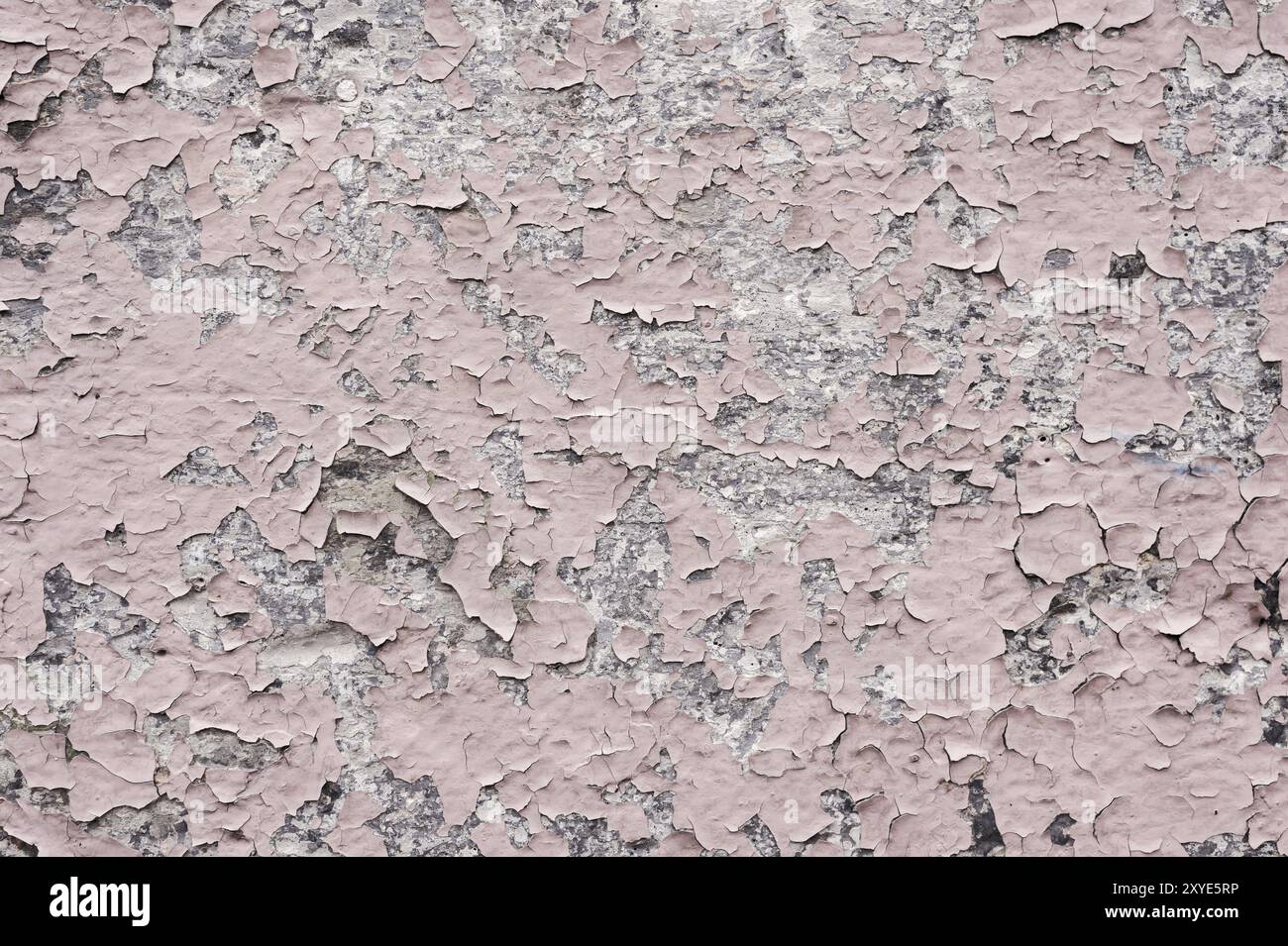 Pink paint coating with cracks on a dirty gray stone. Peeling pink ...