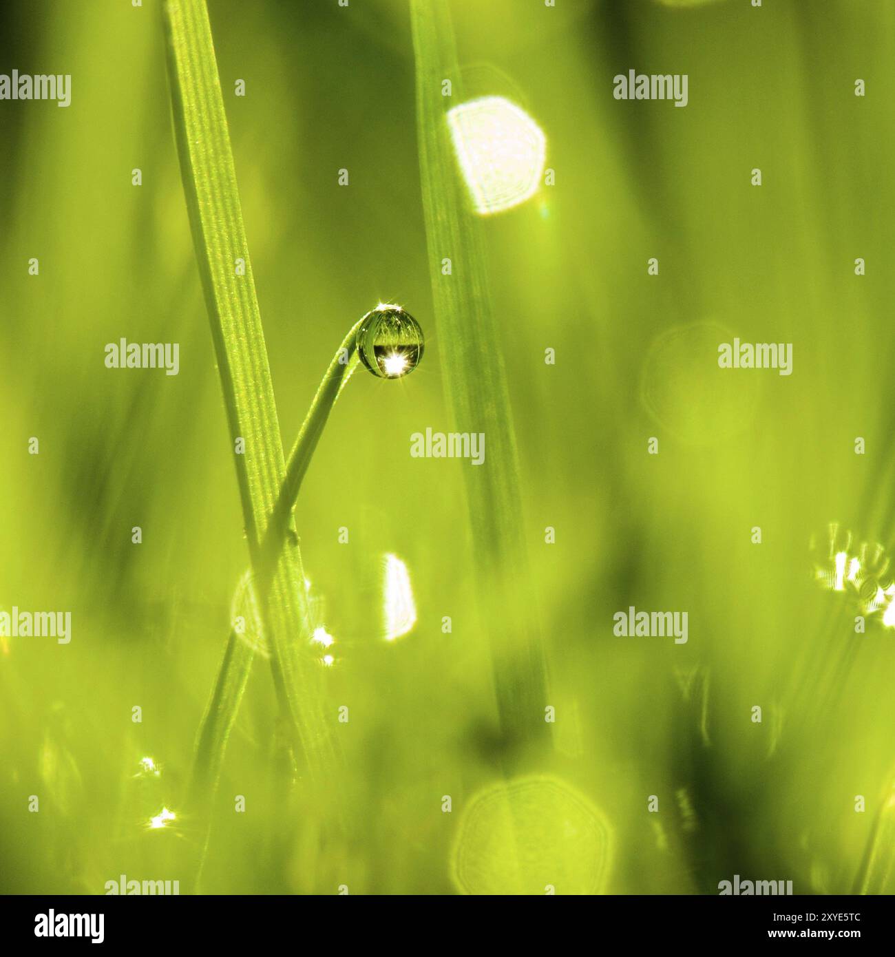 Small euryops hi-res stock photography and images - Alamy