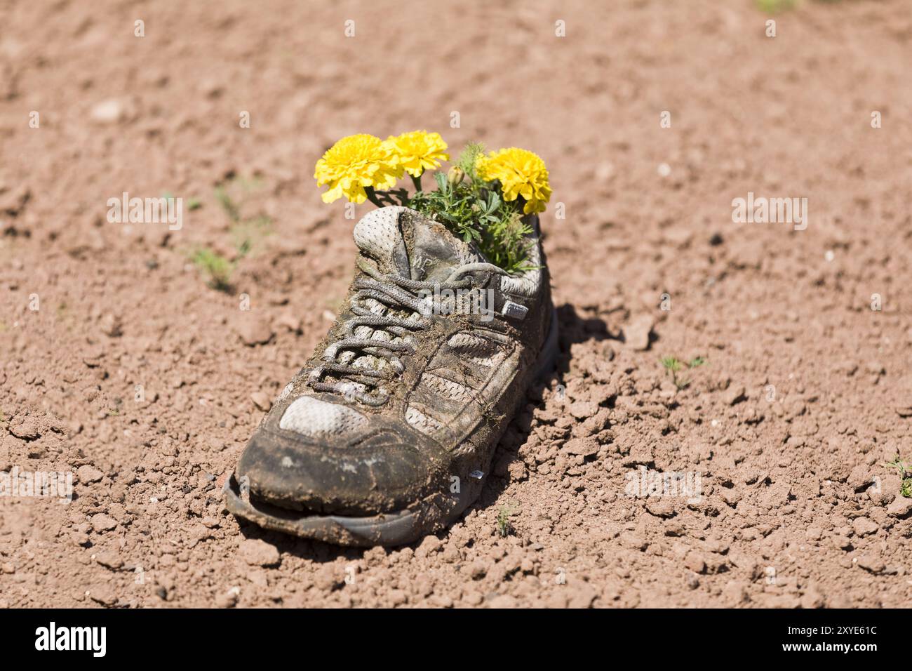 Flower pot shoe hi-res stock photography and images - Alamy