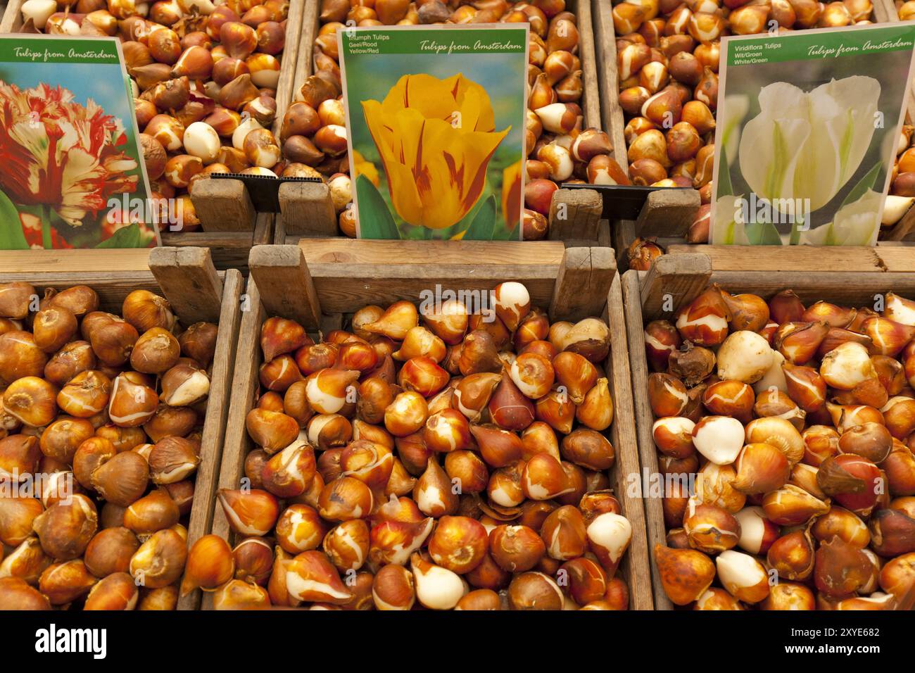 Tulip bulb at the market in Amsterdam, Netherlands Stock Photo - Alamy