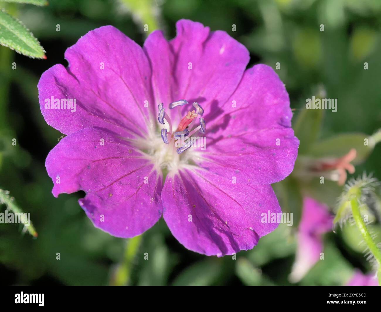 Blood red cranesbill Stock Photo - Alamy