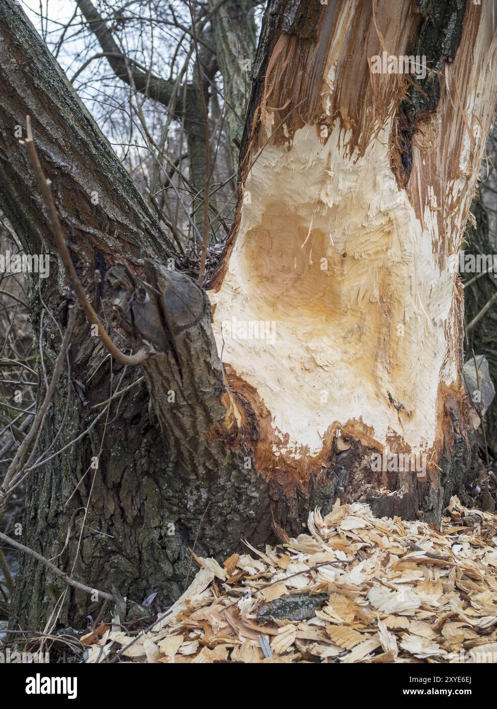 Beaver bite marks on a tree Stock Photo - Alamy