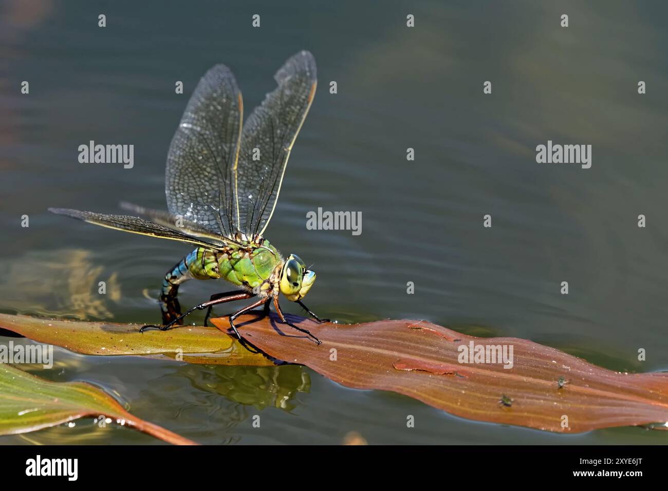 Large king dragonfly lays eggs Stock Photo - Alamy