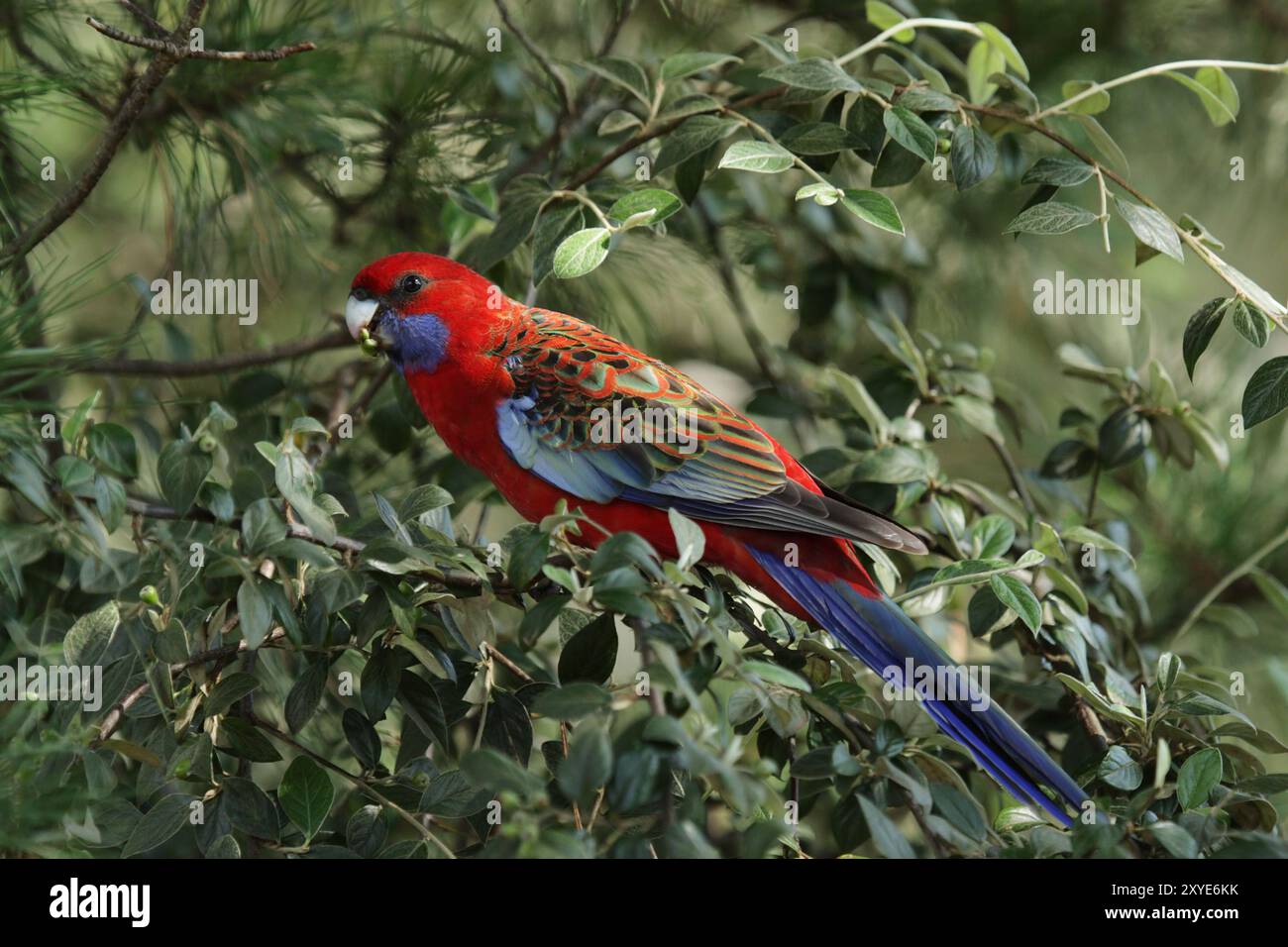 Pennant Parakeet (Platycercus elegans) in a bush in the Blue Mountains ...