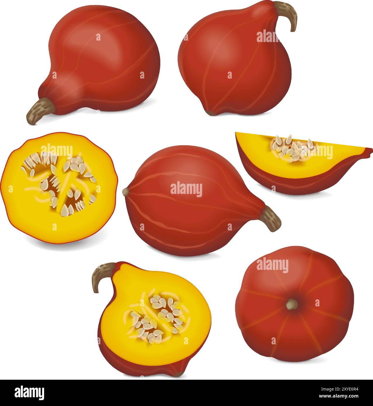 Clip art. Red Kuri squash. Climbing Onion squash, Potimarron squash ...