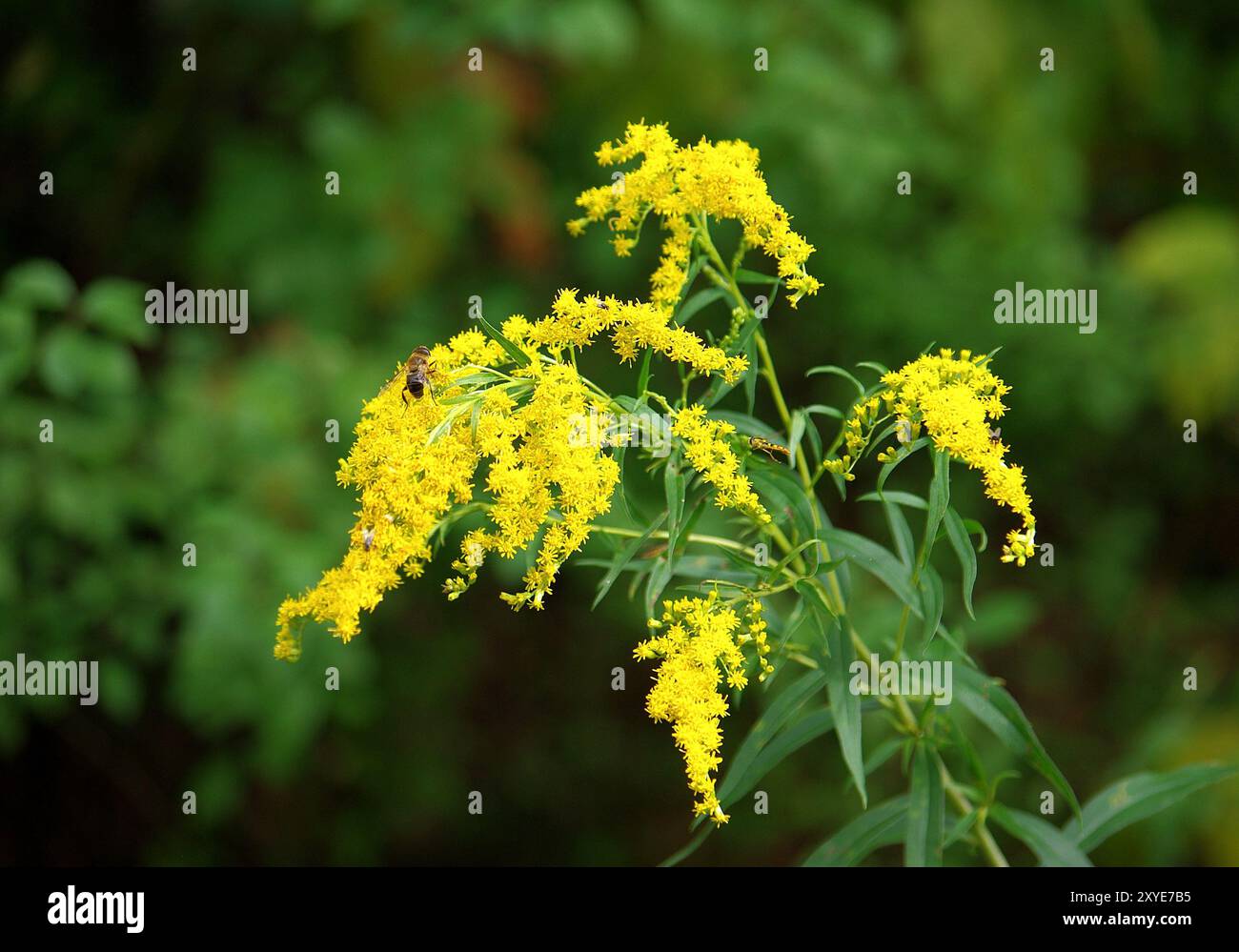 Four golden chains hi-res stock photography and images - Alamy