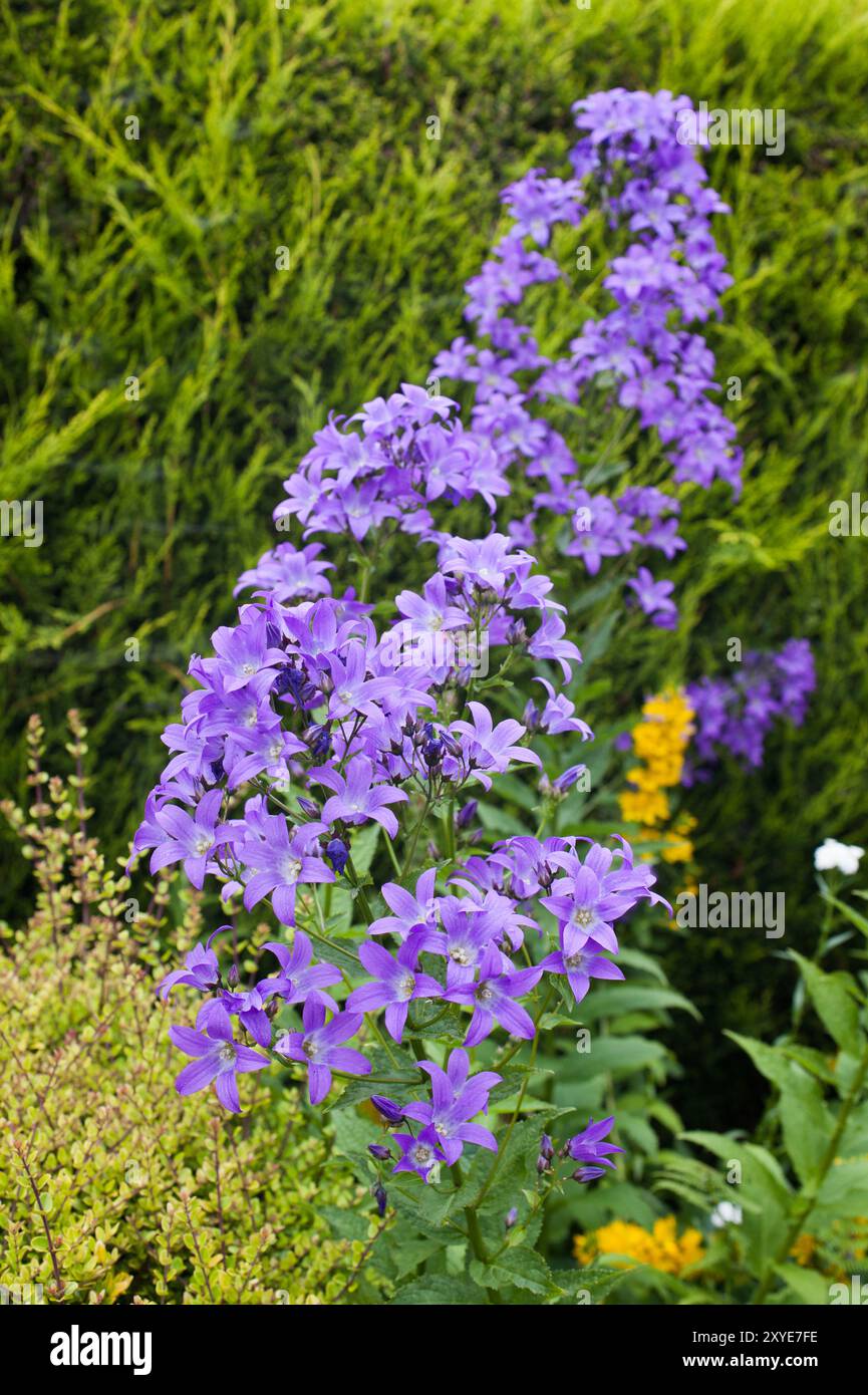 A purple blue milky bellflower plant growing in a garden in the United ...