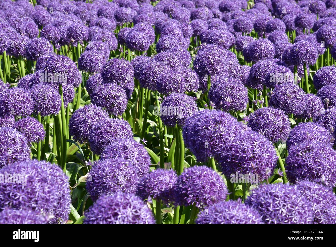 Field with giant leek (Allium) purple 'Globemaster', Netherlands Stock ...