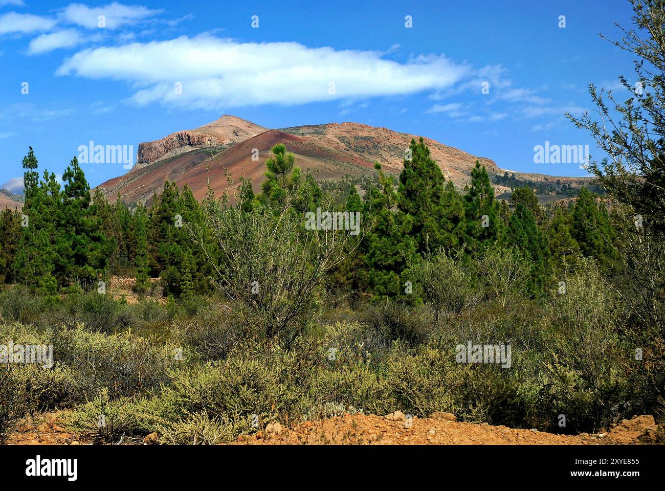 Volcanic mountain and Canary Island pines in the Parque Natural de la ...