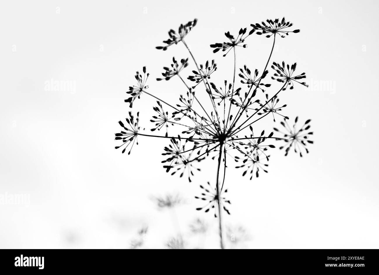 Seed pods open Black and White Stock Photos & Images - Alamy