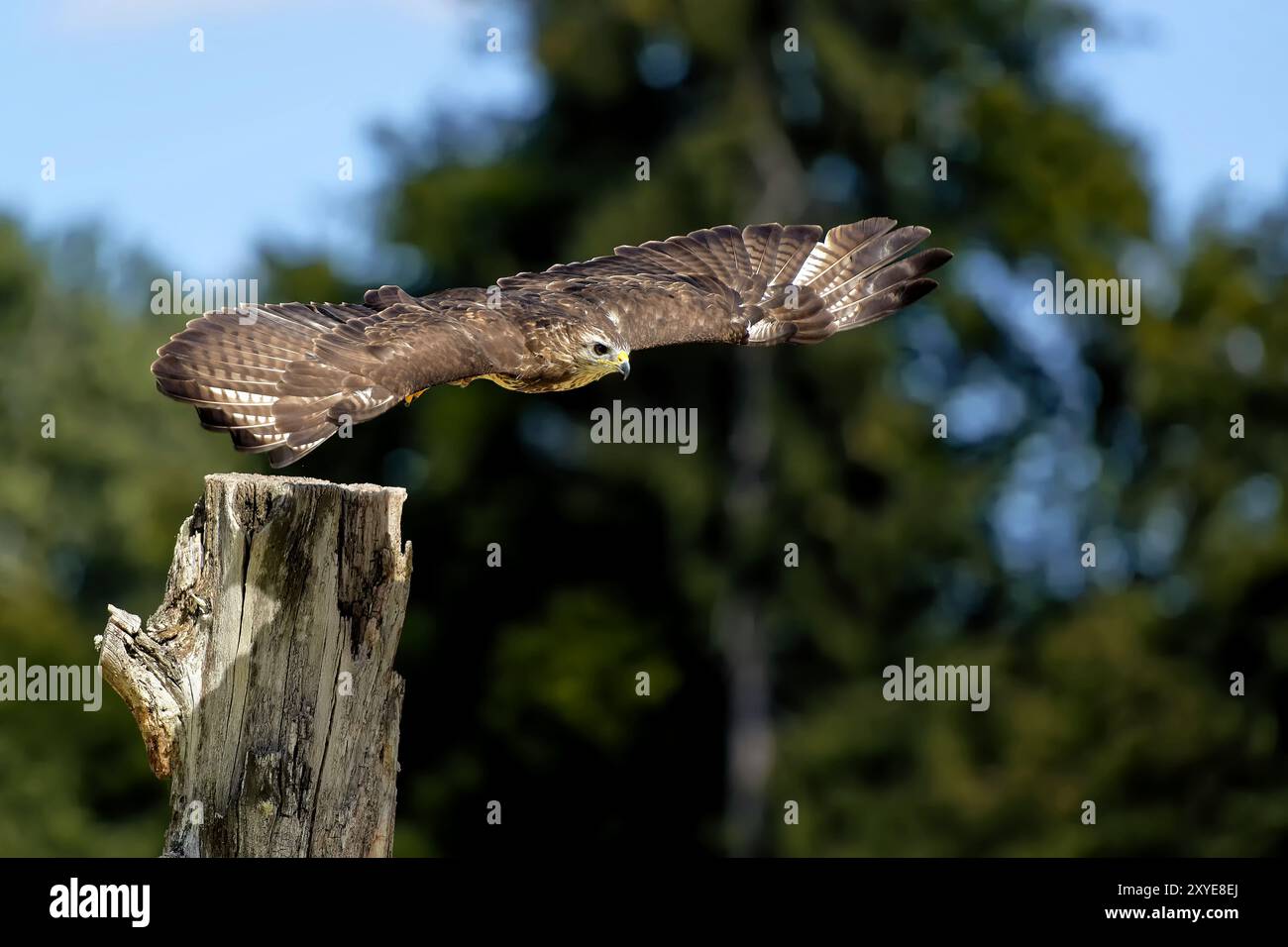 Westernsteppe buzzards hi-res stock photography and images - Alamy