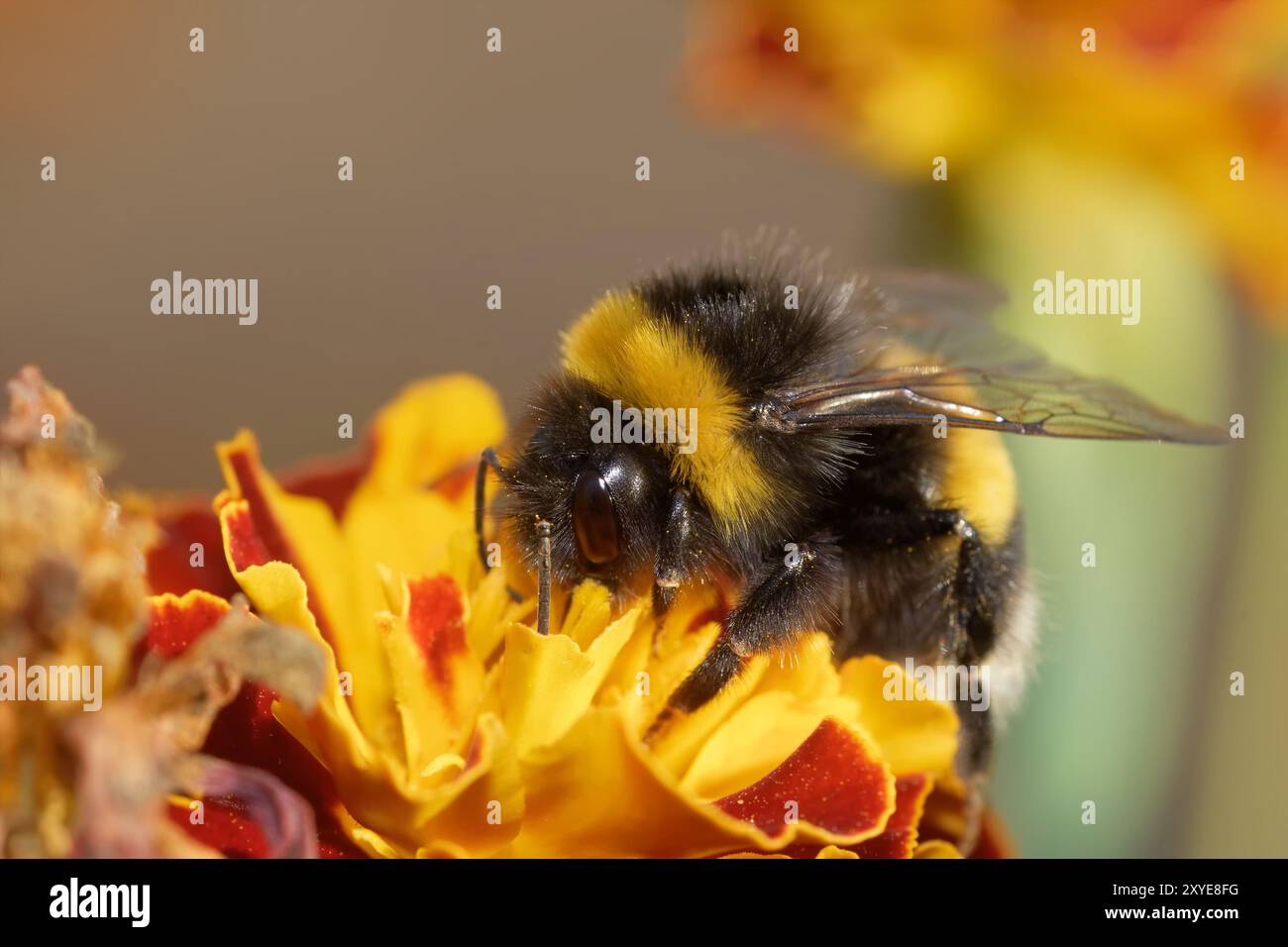 Large earth bumblebees hi-res stock photography and images - Alamy