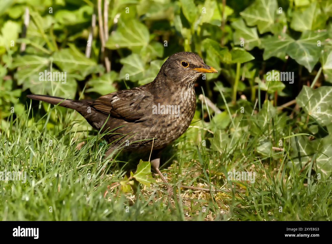 Hunting of blackbirds hi-res stock photography and images - Alamy