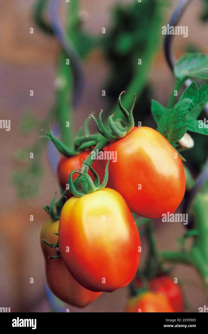 selective focus photography of tomatoes Stock Photo - Alamy